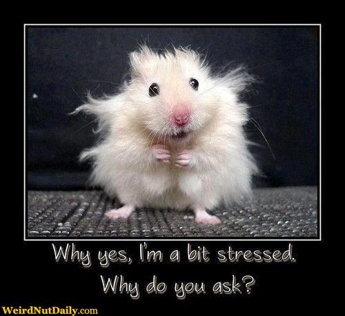 Funny Pictures @ WeirdNutDaily - Super Stressed Gerbil