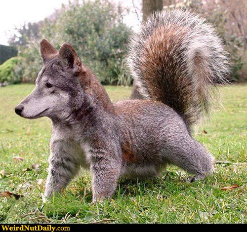 Funny Pictures @ WeirdNutDaily - Wolf Squirrel