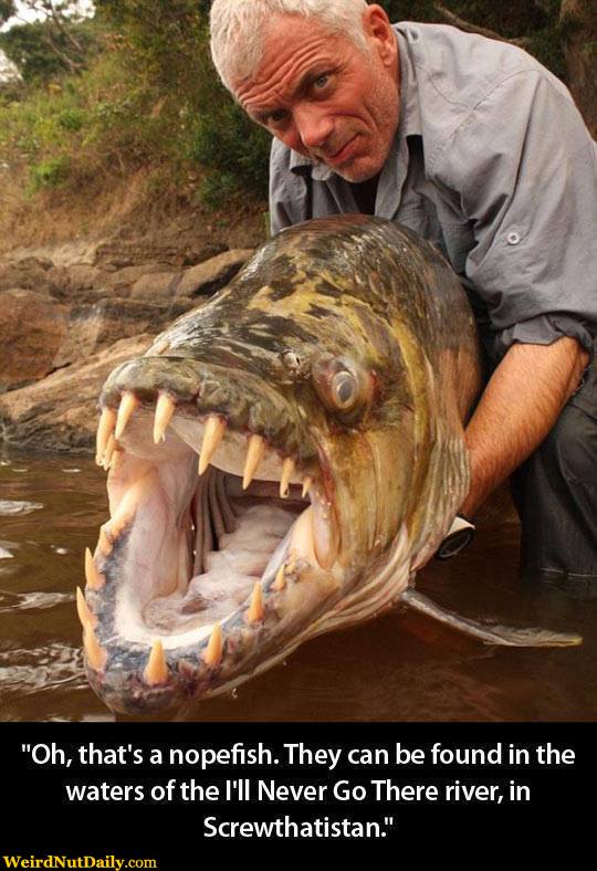 Funny Pictures @ WeirdNutDaily - Creepy Scary *ss Fish